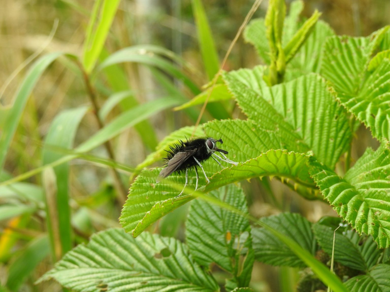 gros insectes noirs volants - Villes en Transition